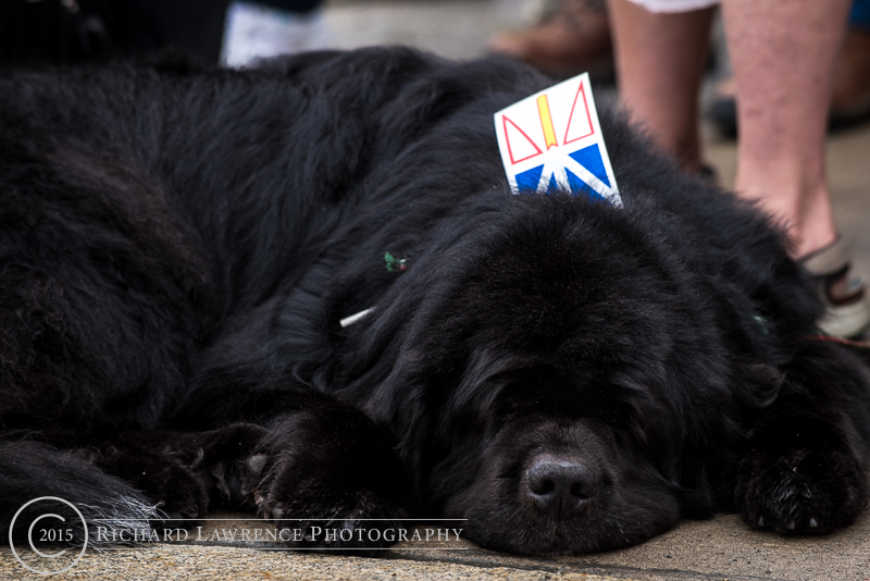 In Pictures: 99th Anniversary of the Battle of Beaumont-Hamel ...