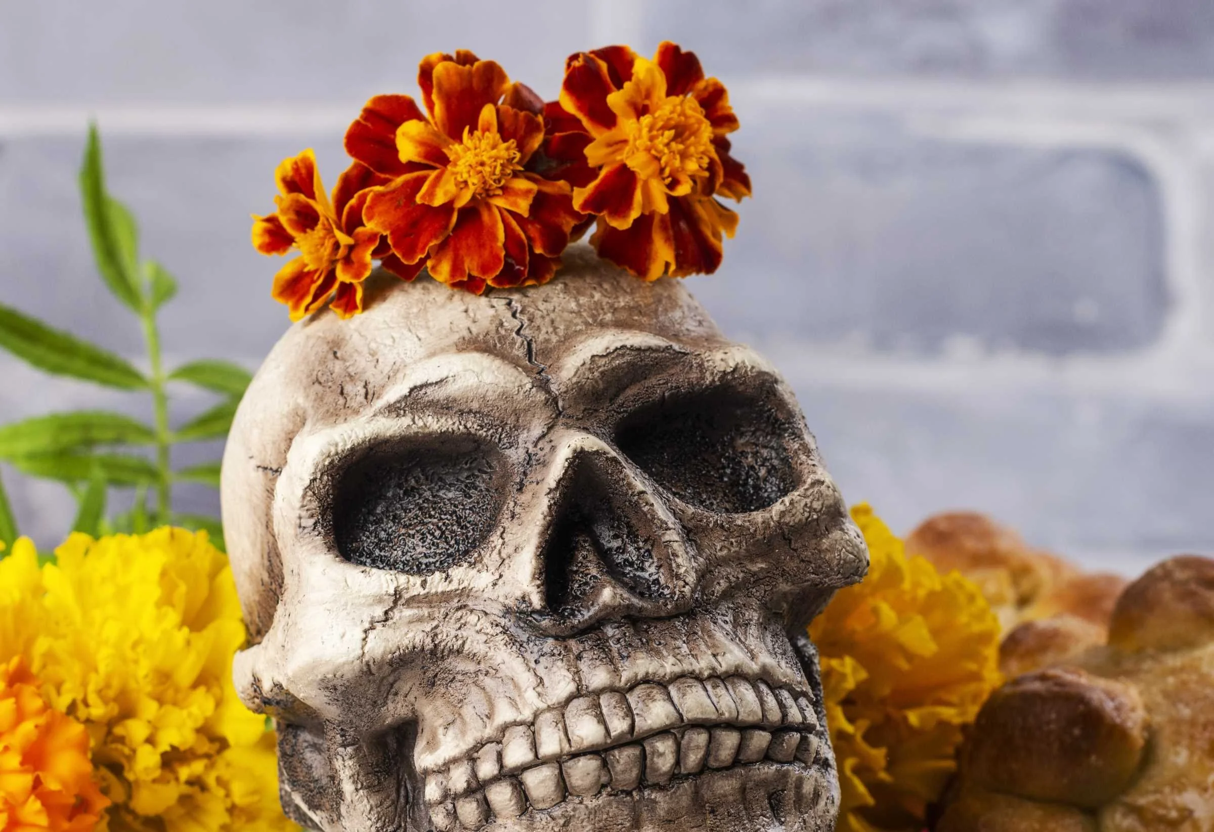 The Skull: history, iconography, ritual use, and ally — the moon ...