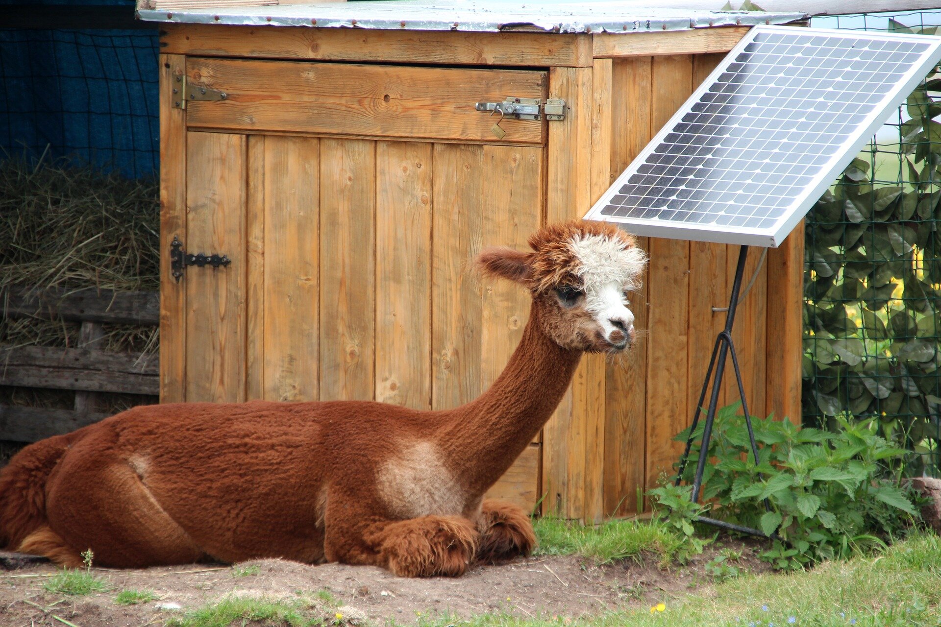 Golden Touch Naturals - Alpaca Farm - Made in USA