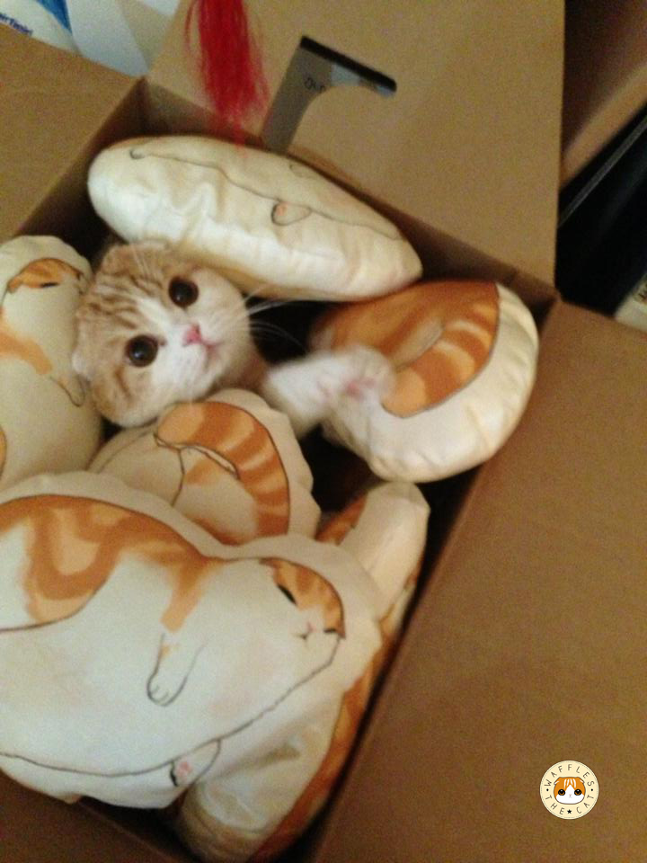 Gallery — Waffles the Cat