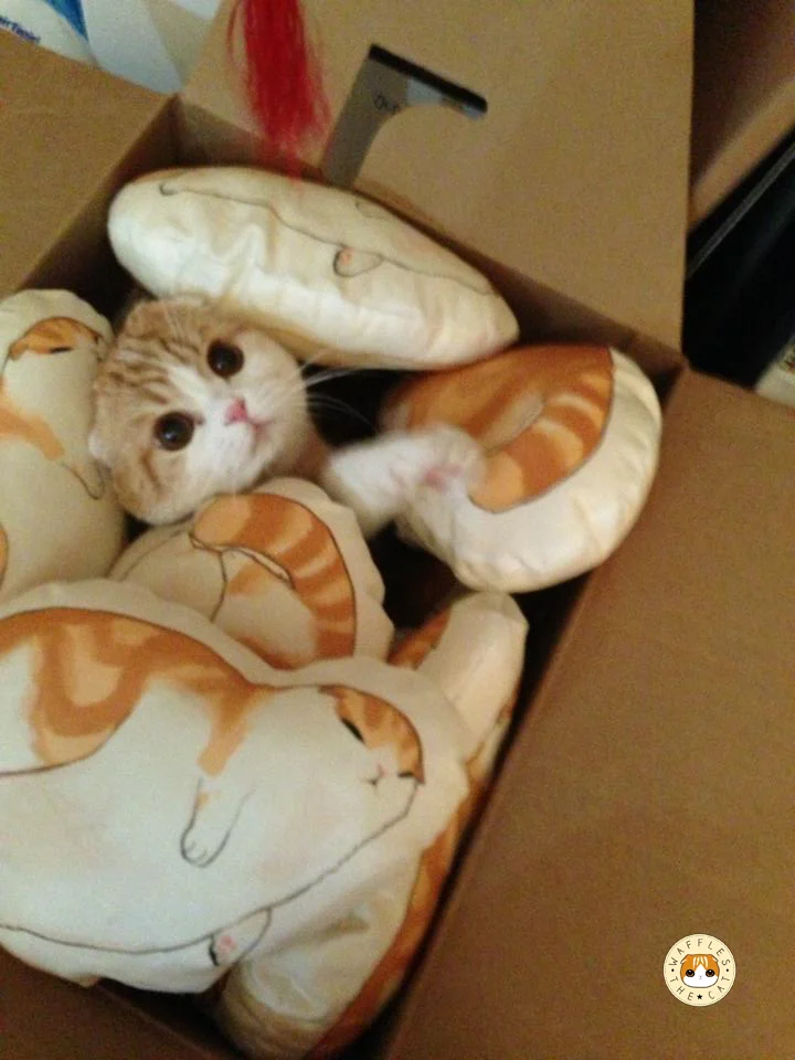 Gallery — Waffles the Cat