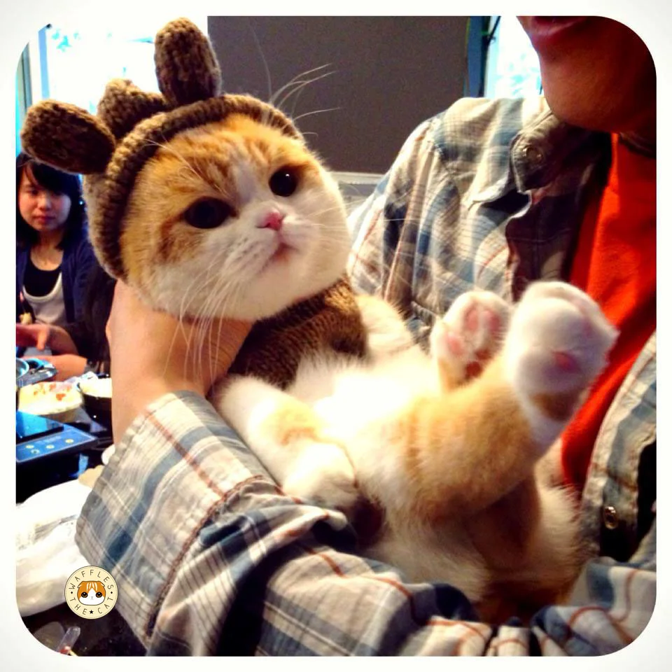 Gallery — Waffles the Cat