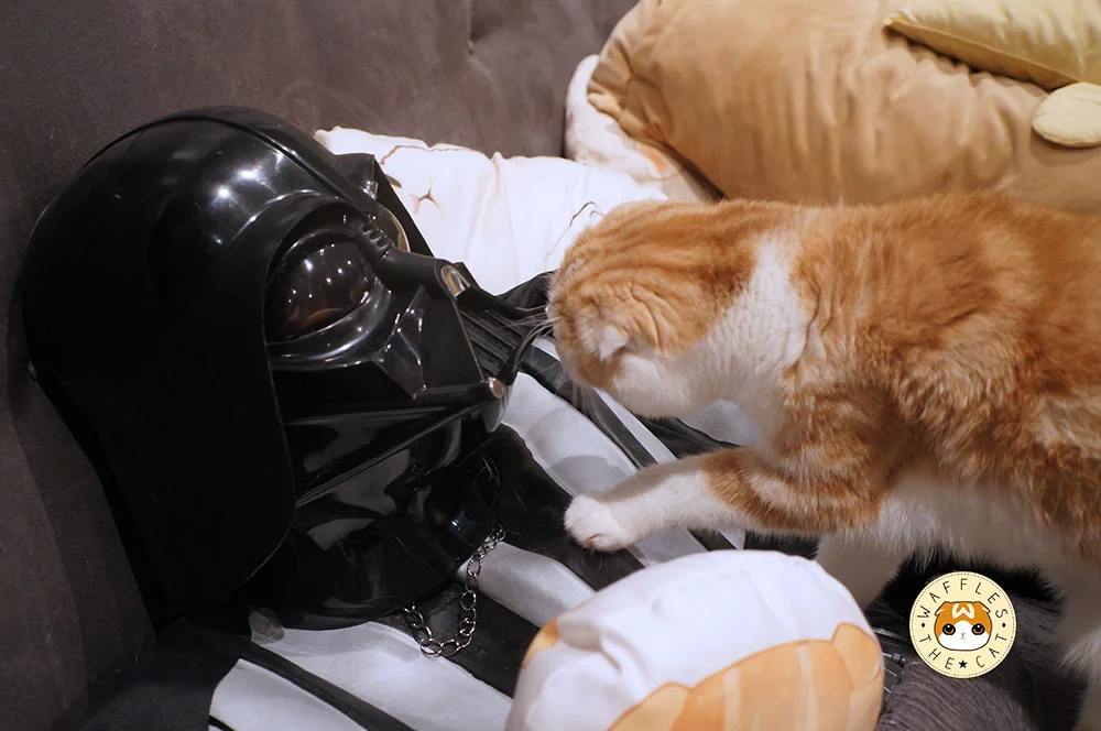 Darth Vader Grumpy Cat