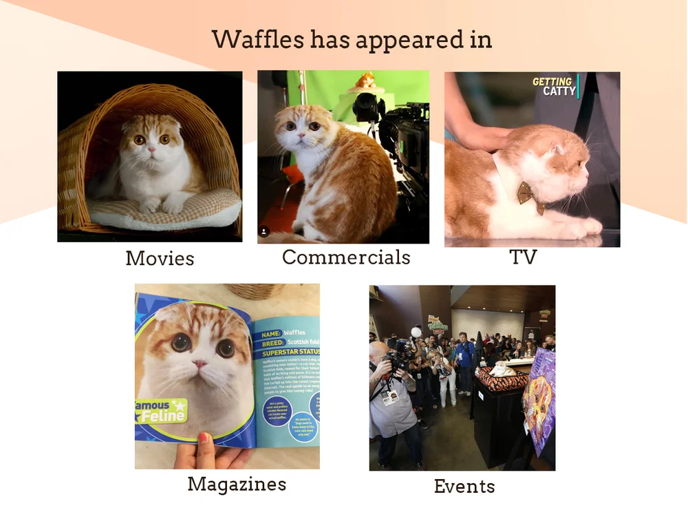 About — Waffles the Cat