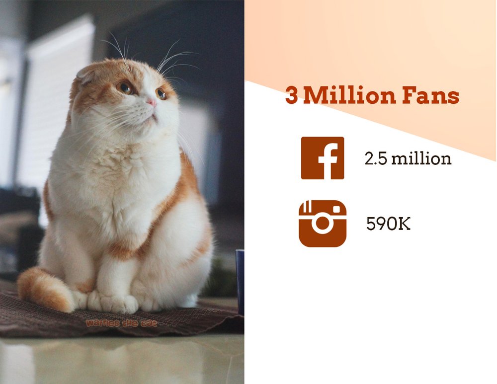 About — Waffles the Cat