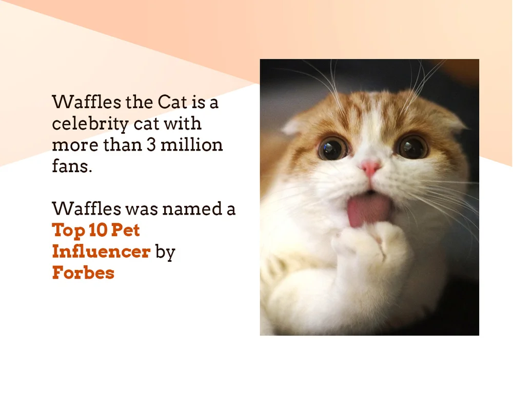 About — Waffles the Cat