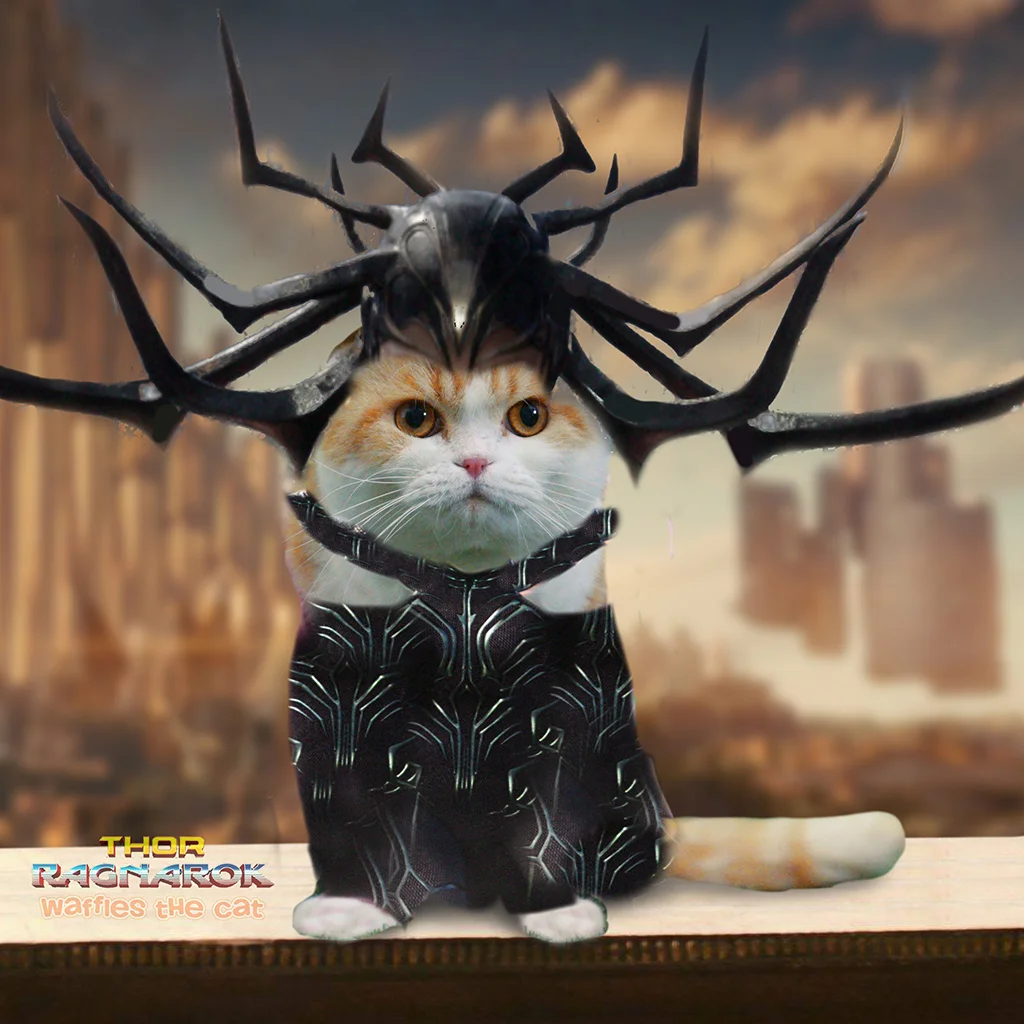 Waffles the Cat in Avengers Costumes — Waffles the Cat