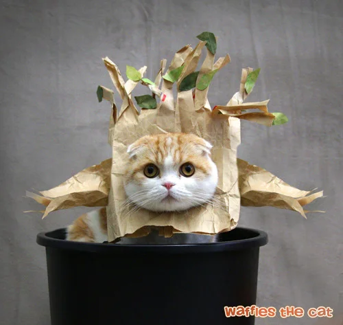 Waffles the Cat in Avengers Costumes — Waffles the Cat