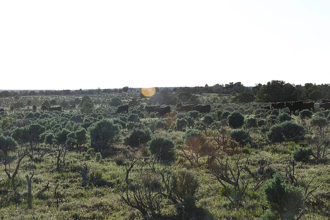 A Weekend at Devil's Spring Ranch with Don and Jane — BECCA GRADY