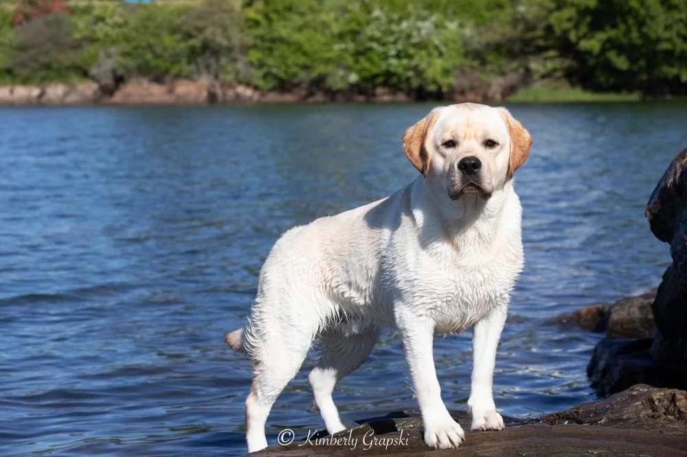 EdgemereBoys of Edgemere Labradors