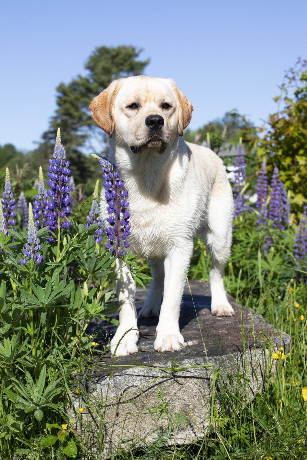 EdgemereBoys of Edgemere Labradors