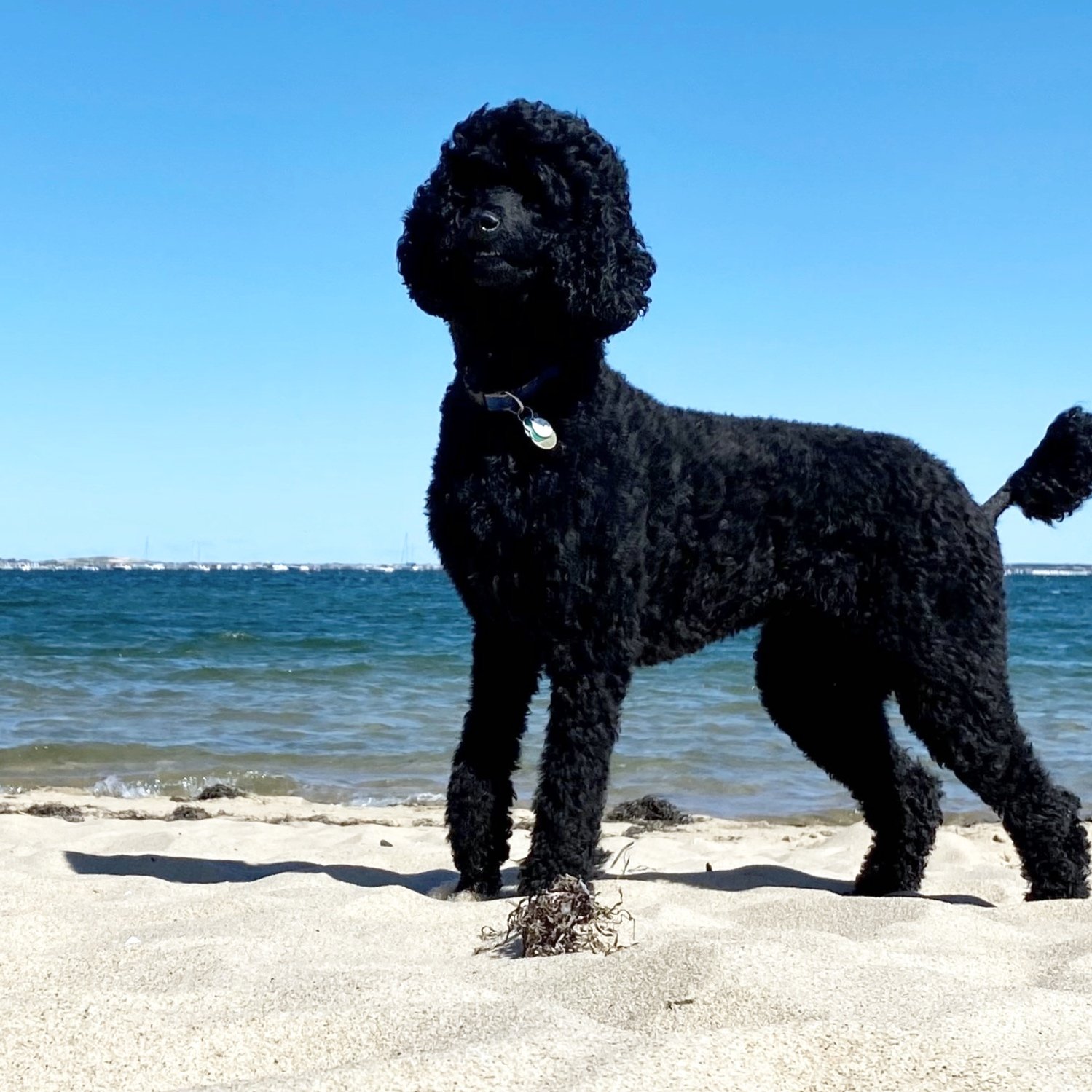 Cecil R. Webster, Jr., M.D.