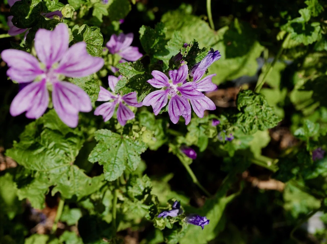 Stadtrundgang mit Bäumen — Dr. Mark Benecke