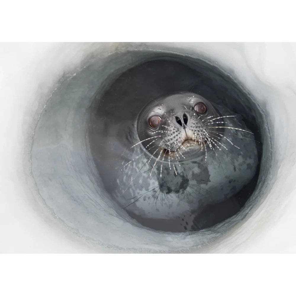 Weddell Seals