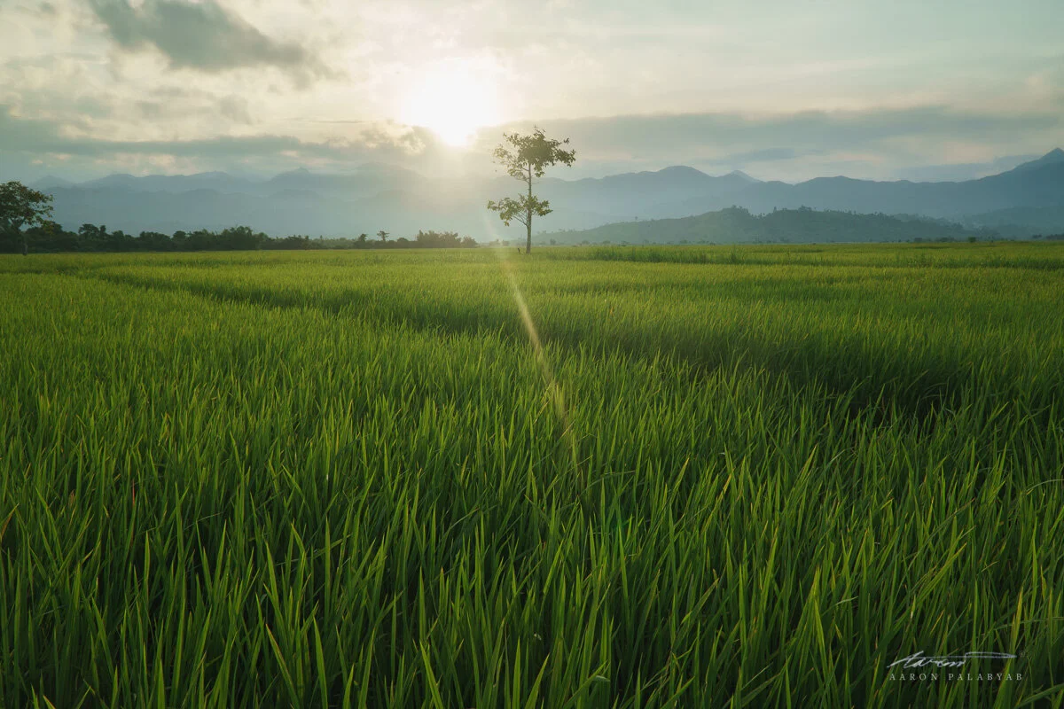 Silangan: The Philippine East Coast — AARON PALABYAB