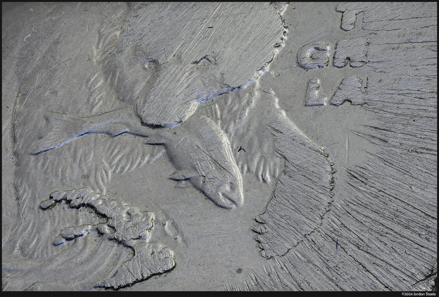 Jordan Steele Photography