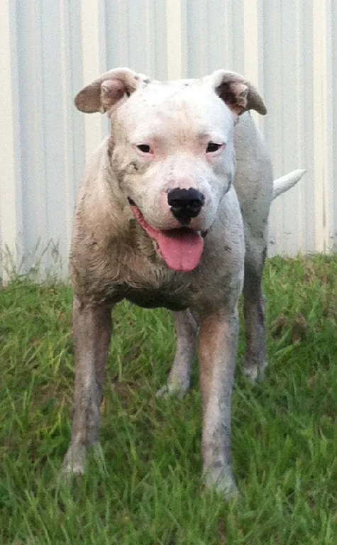Dogo Argentino Hunting Vest