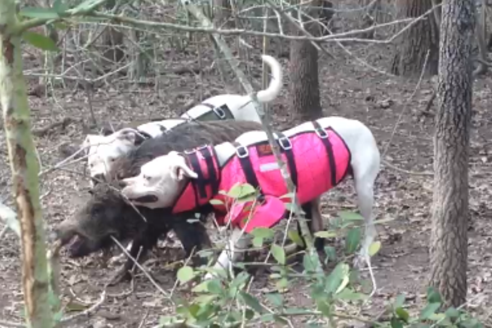 Dogo Argentino Hunting Vest
