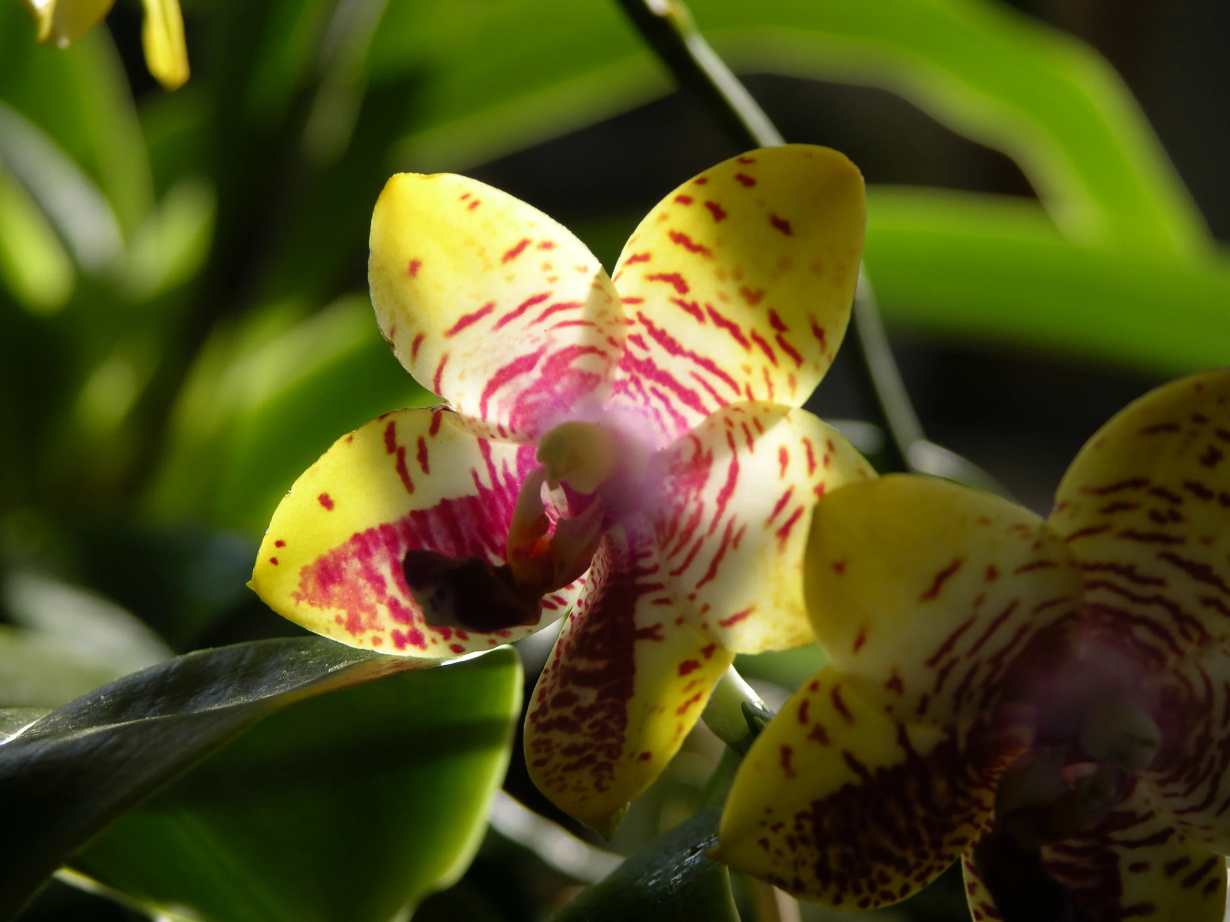 Alaska Orchid Society