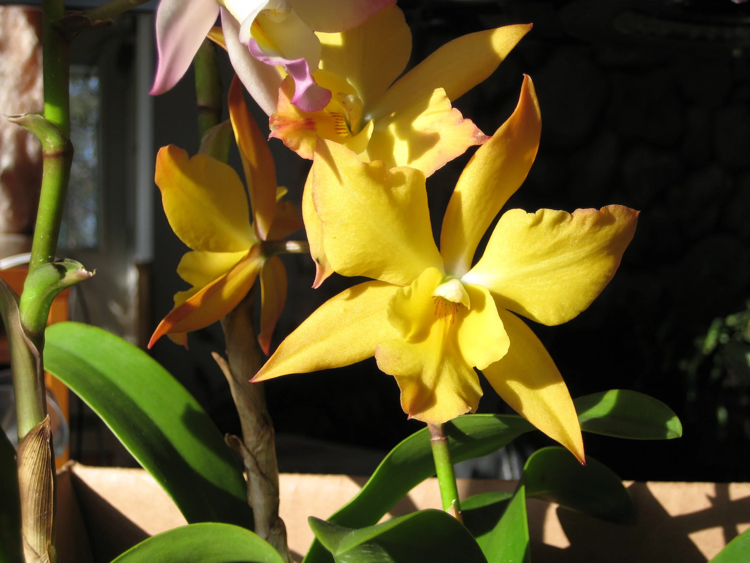 Alaska Orchid Society