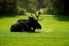 Moose on Fire