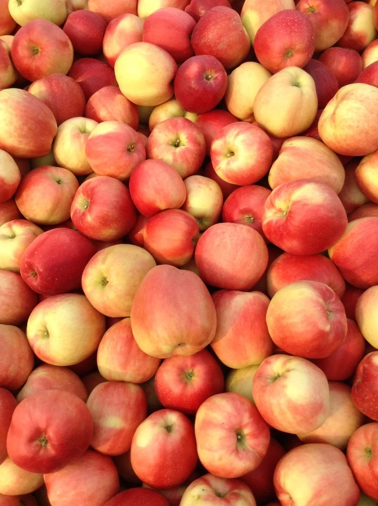 What's Fresh — Sunshine Farm Market