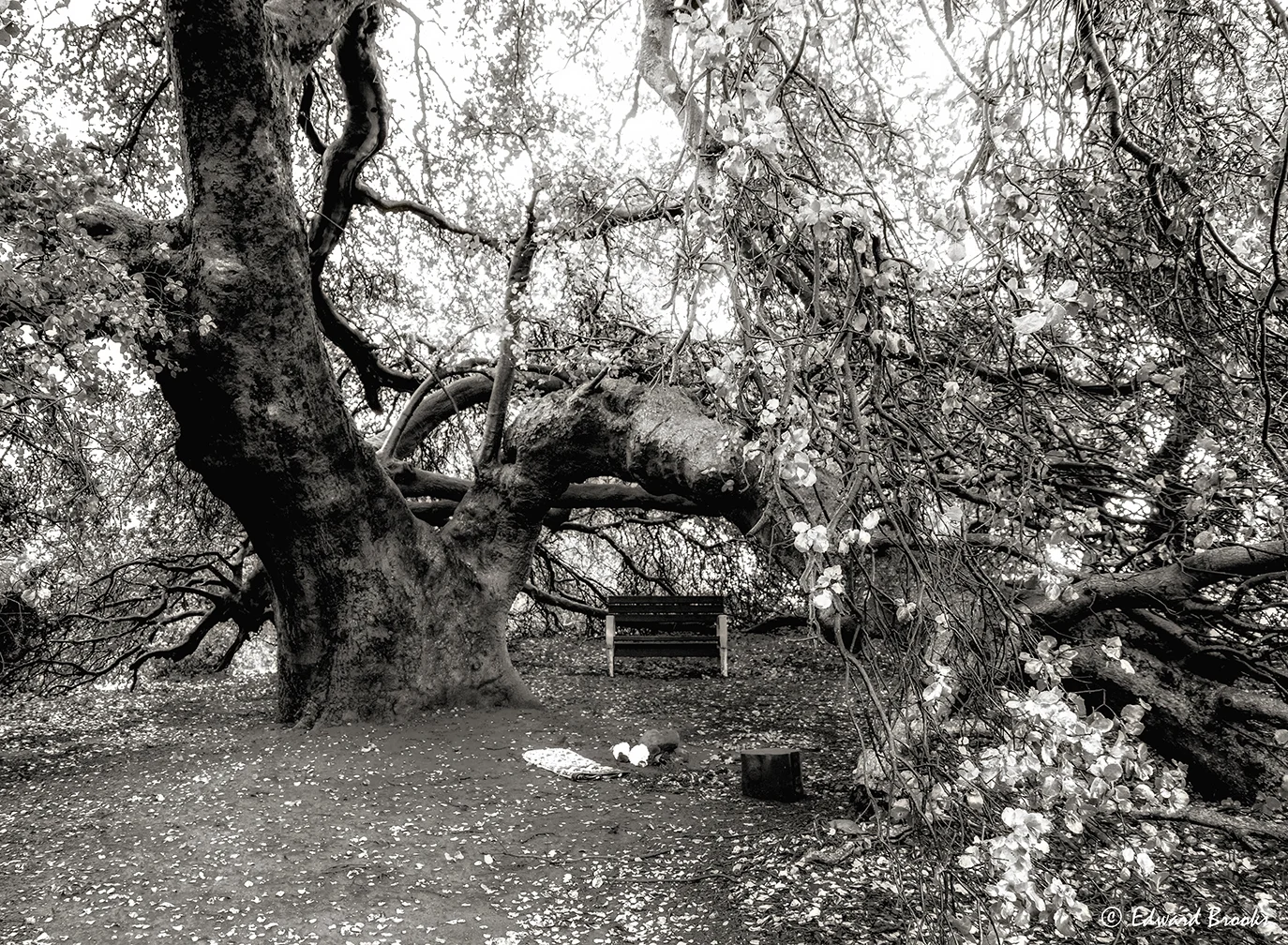 Amartithi Brings Rain, Wind and Dramatic Skies — Meher Mount