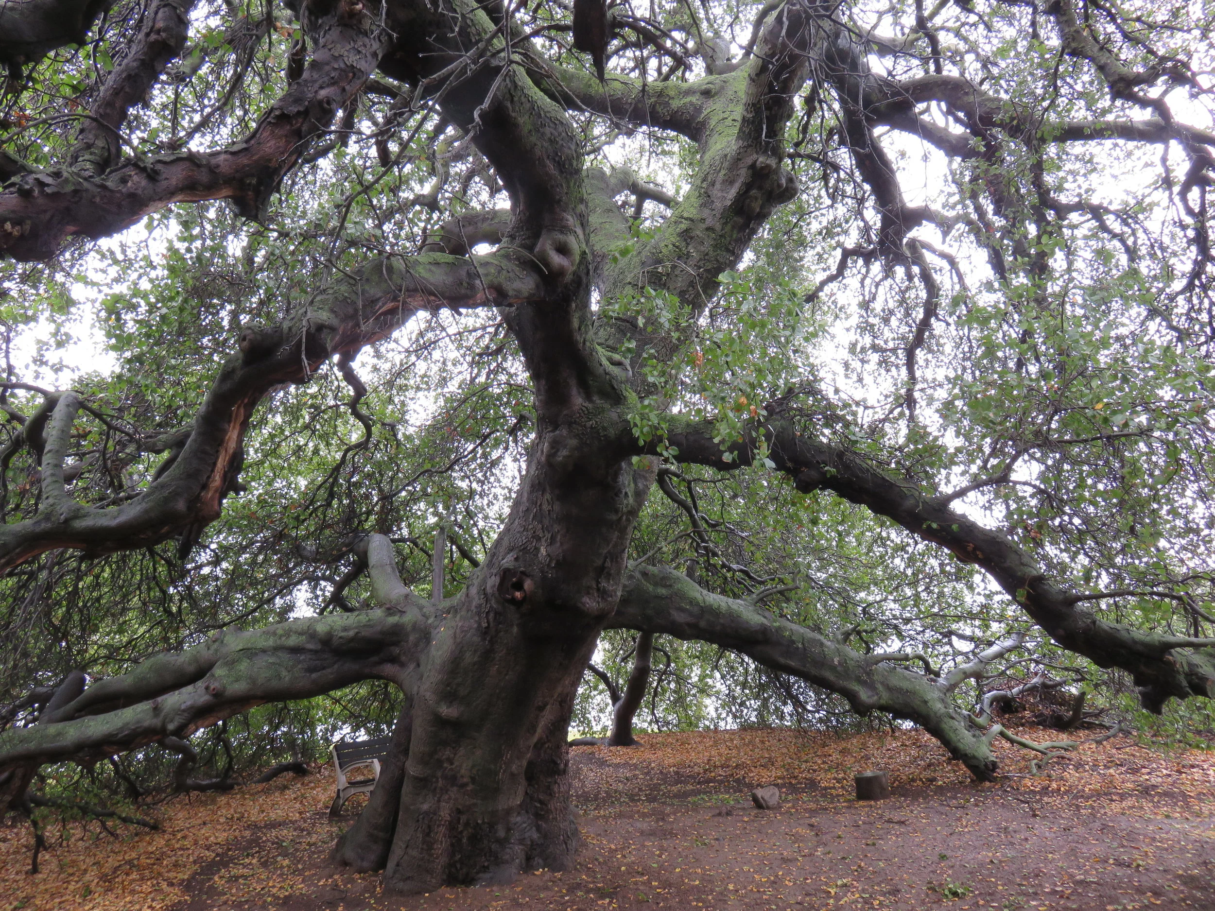 "Under Baba's Tree" - A Poem — Meher Mount