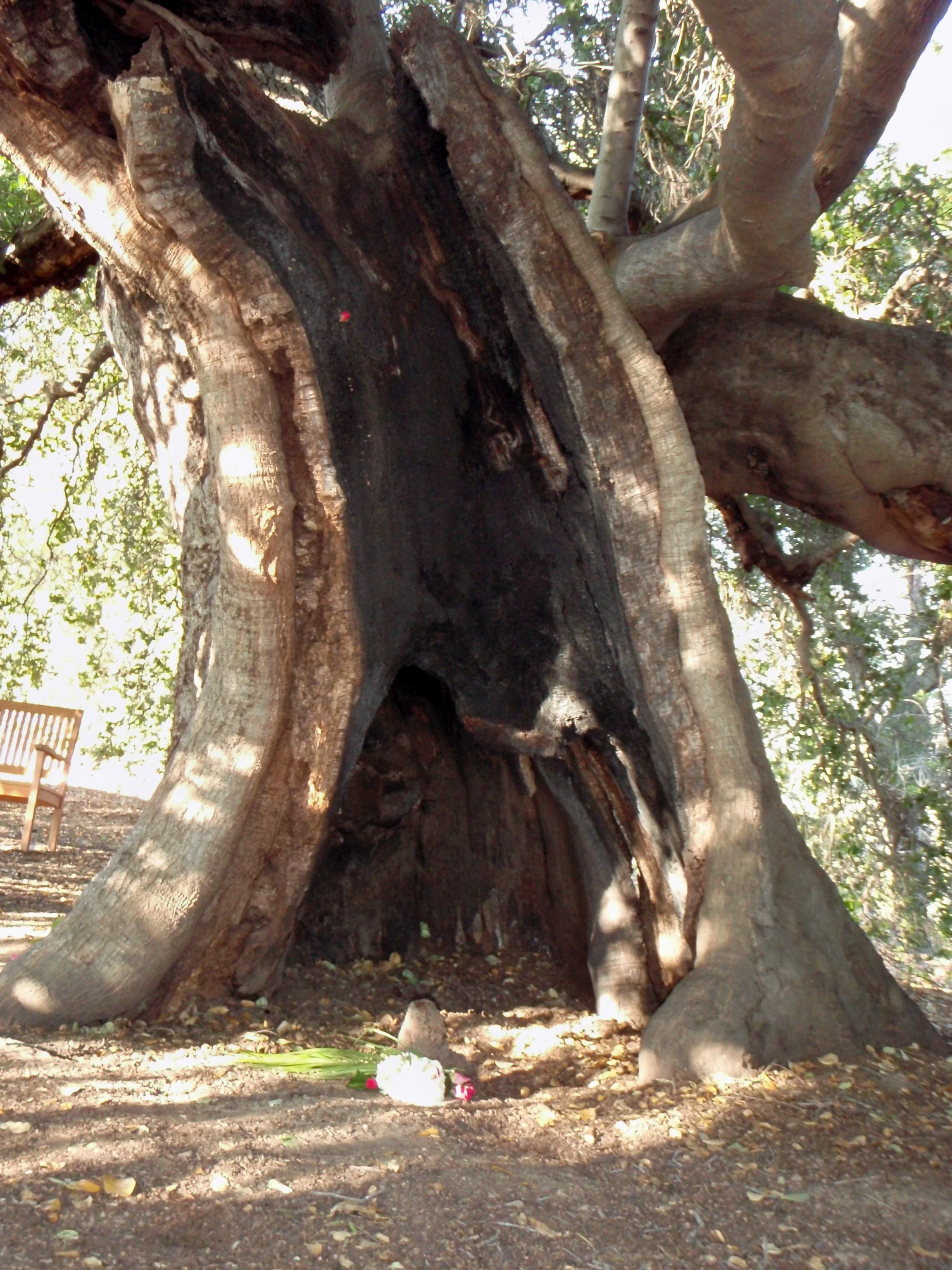 Fire Burns Baba's Tree - Twice — Meher Mount