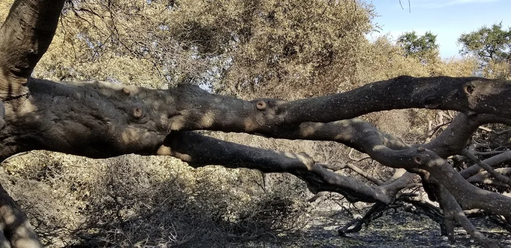 Signs of Life in Baba's Tree After the Thomas Fire — Meher Mount