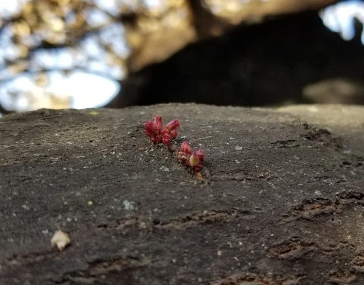 Signs of Life in Baba's Tree After the Thomas Fire — Meher Mount