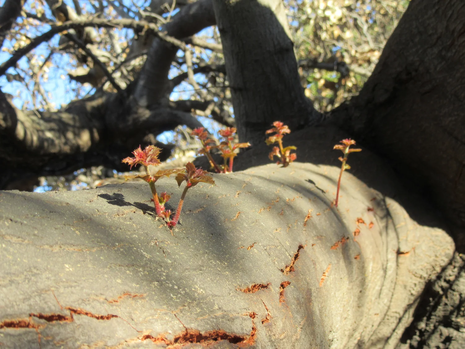 Group mounting significant effort to try to save Baba's Tree — Meher Mount