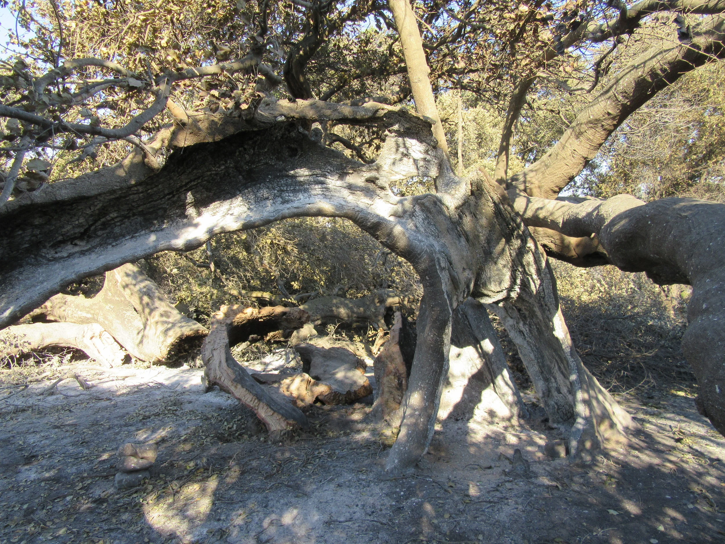 Group mounting significant effort to try to save Baba's Tree — Meher Mount