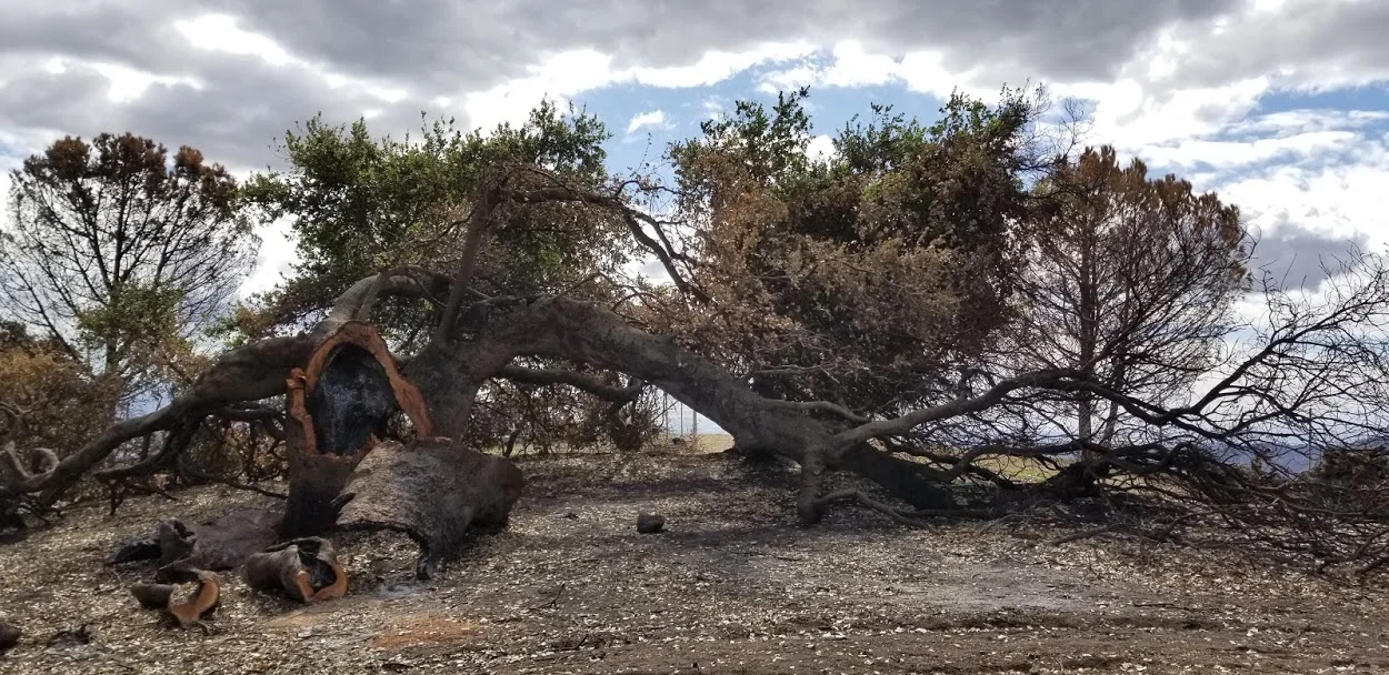 Baba's Tree, burned in Thomas Fire, fights for survival in Ojai — Meher ...