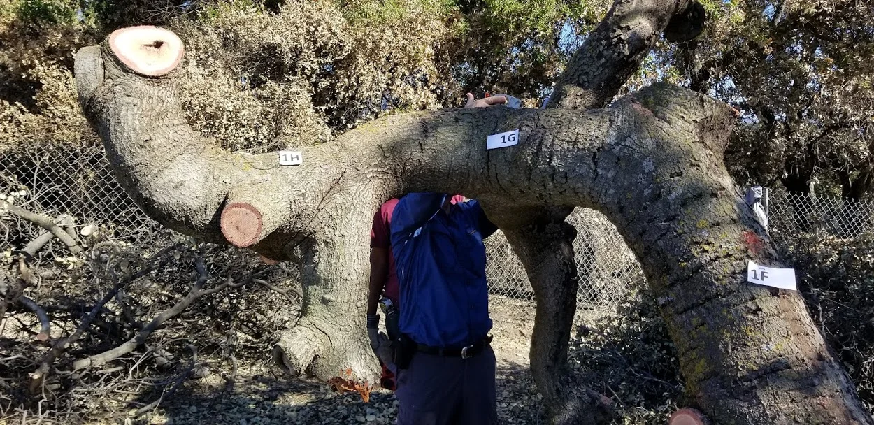 Baba's Tree - Saving the Fallen Wood — Meher Mount