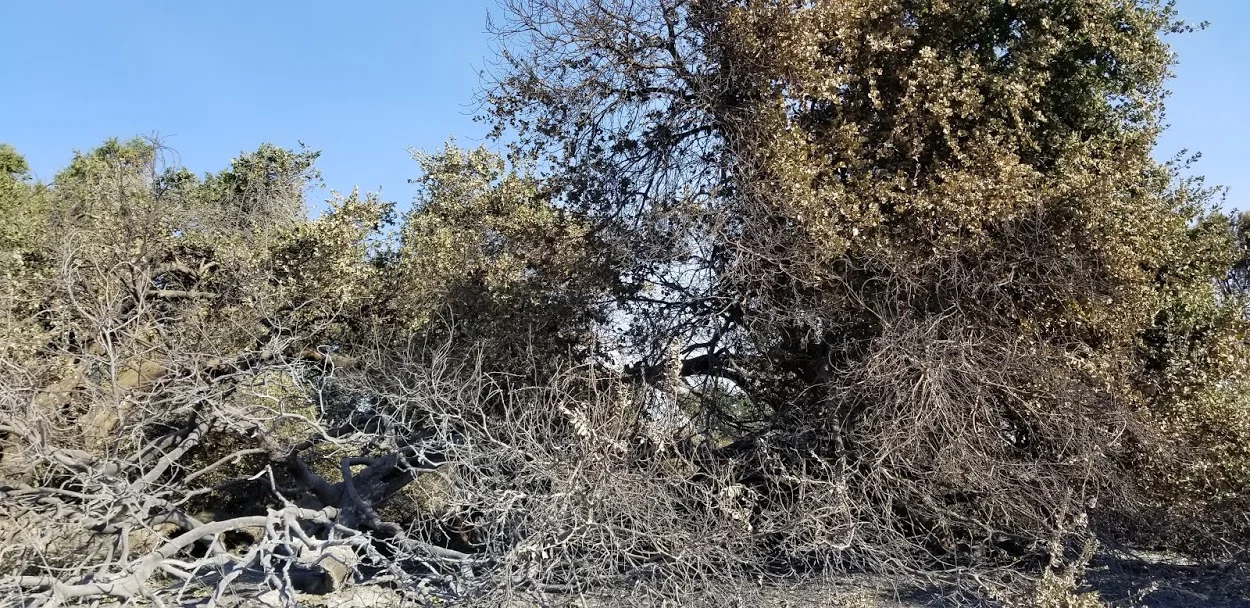 Baba's Tree - Saving the Fallen Wood — Meher Mount