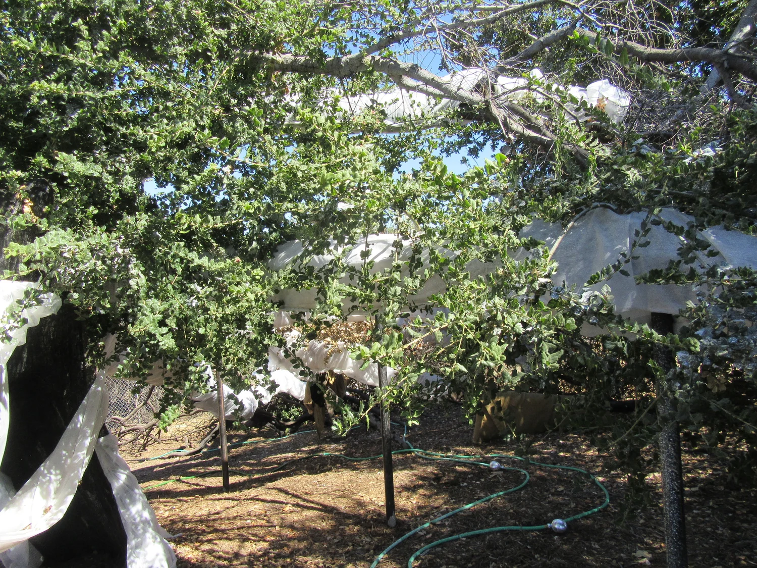 Baba's Tree - One Year After the Thomas Fire — Meher Mount