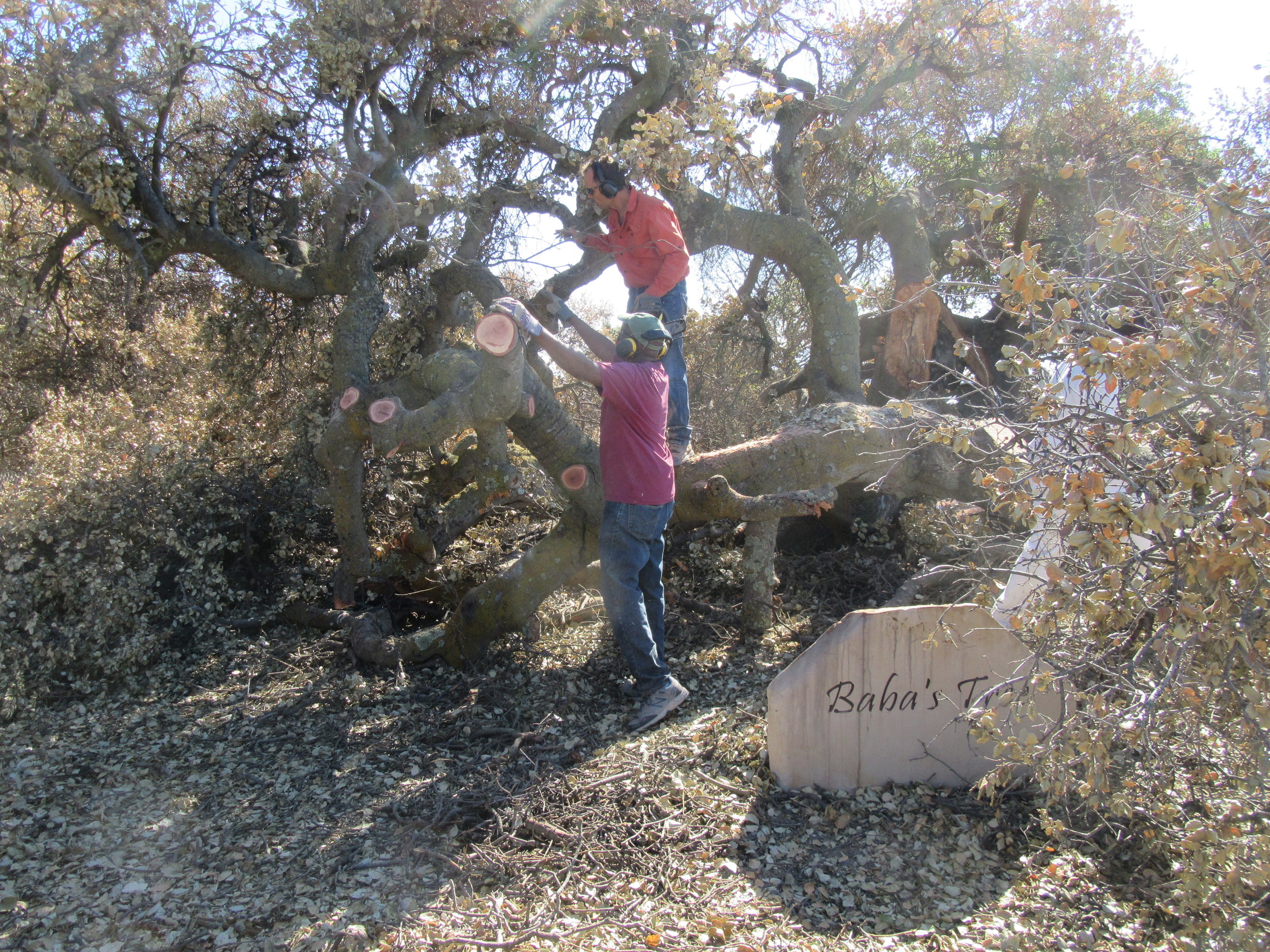 Baba's Tree - One Year After the Thomas Fire — Meher Mount