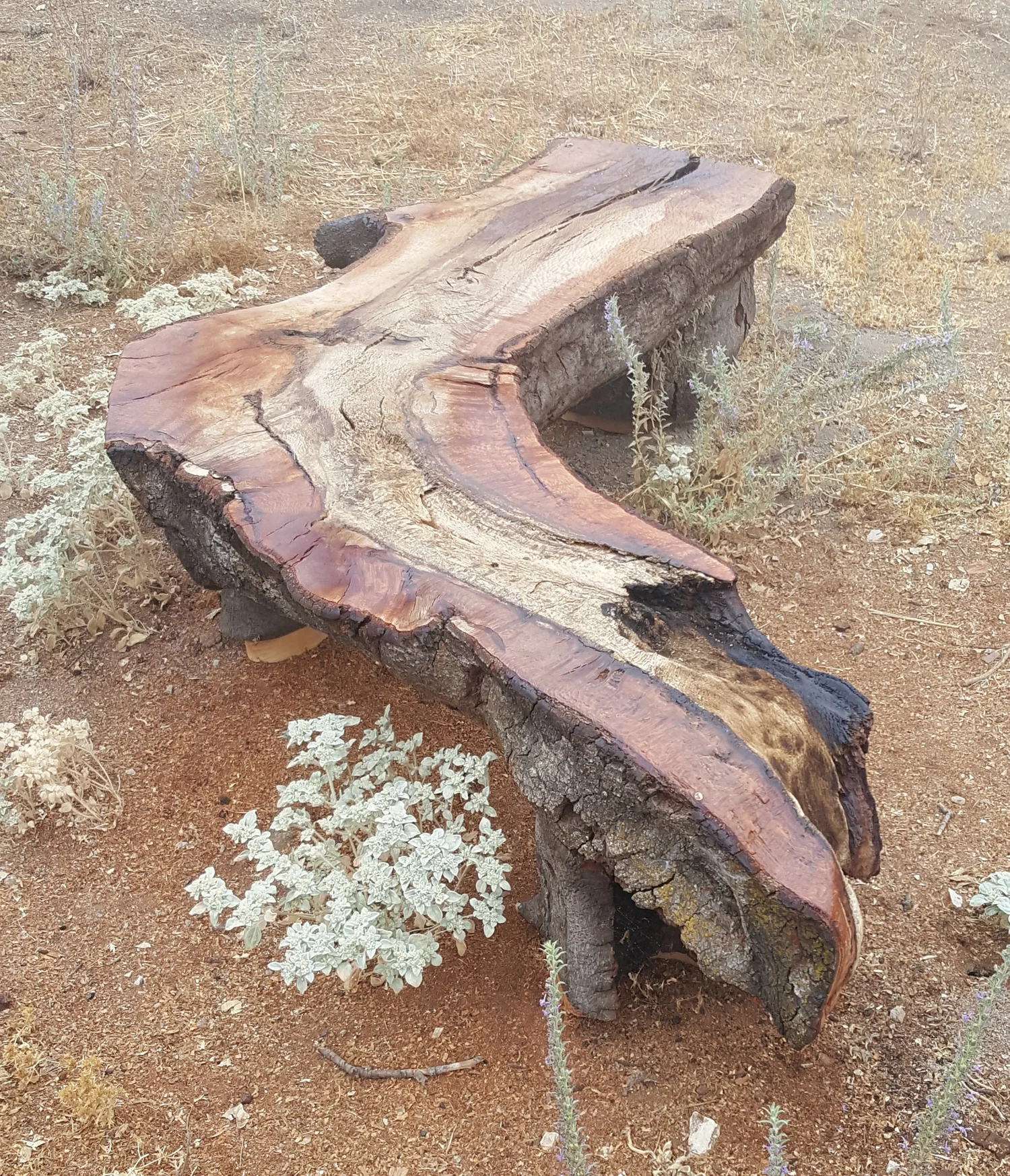 Baba's Tree - One Year After the Thomas Fire — Meher Mount