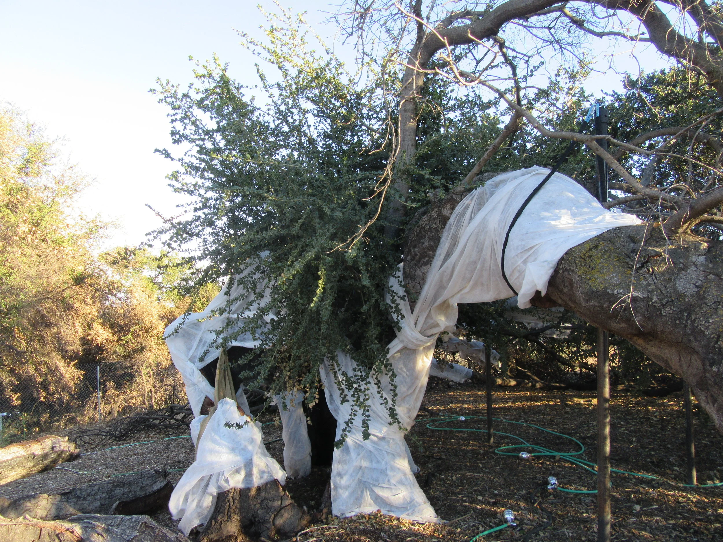 Saving Baba's Tree: Burned branches sheltered mystic — Meher Mount
