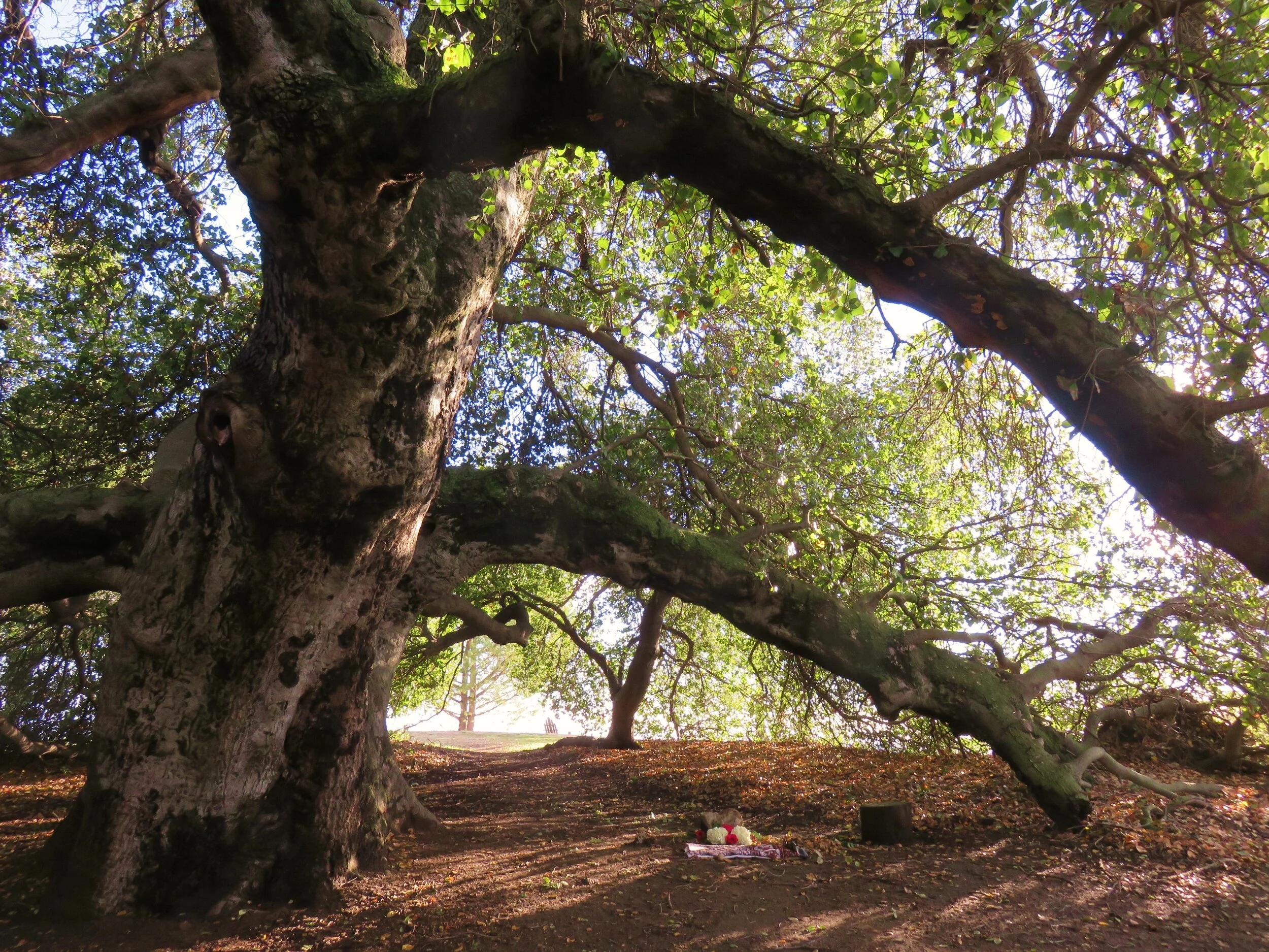 From Fire, Baba's Tree Grove Emerges — Meher Mount