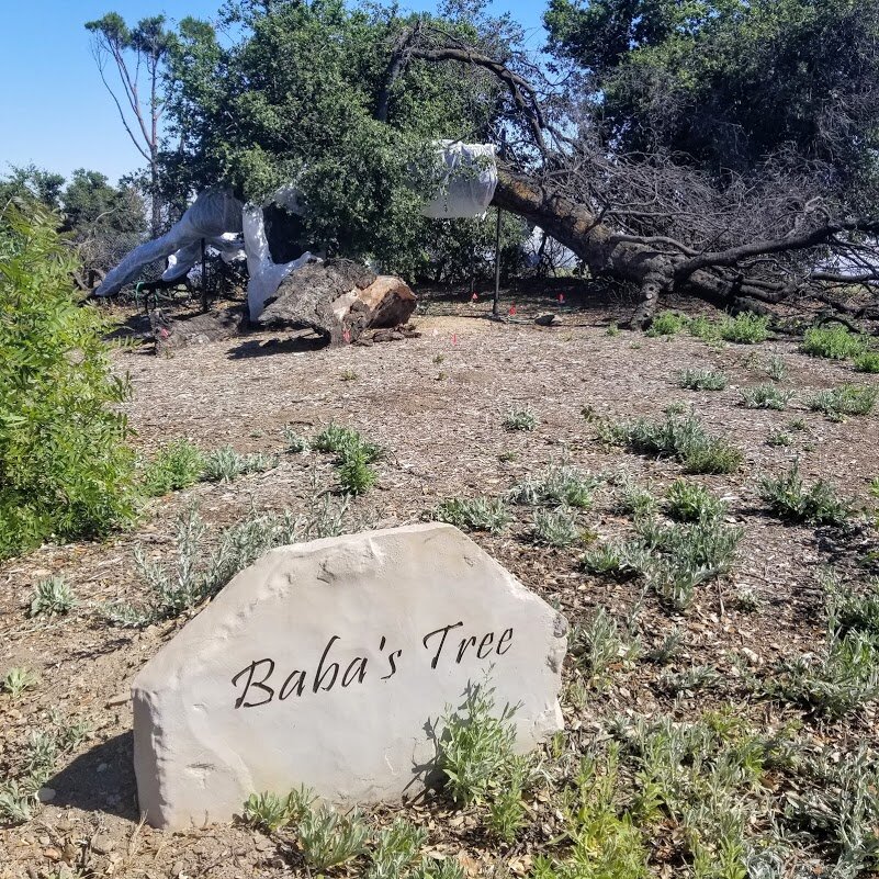 Dedication & Planting of Baba's Tree Grove — Meher Mount