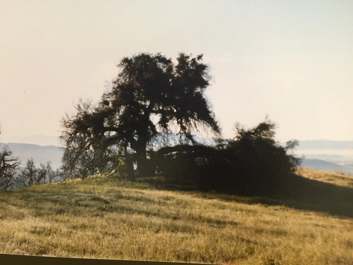My Beautiful Childhood Caring for Meher Mount — Meher Mount