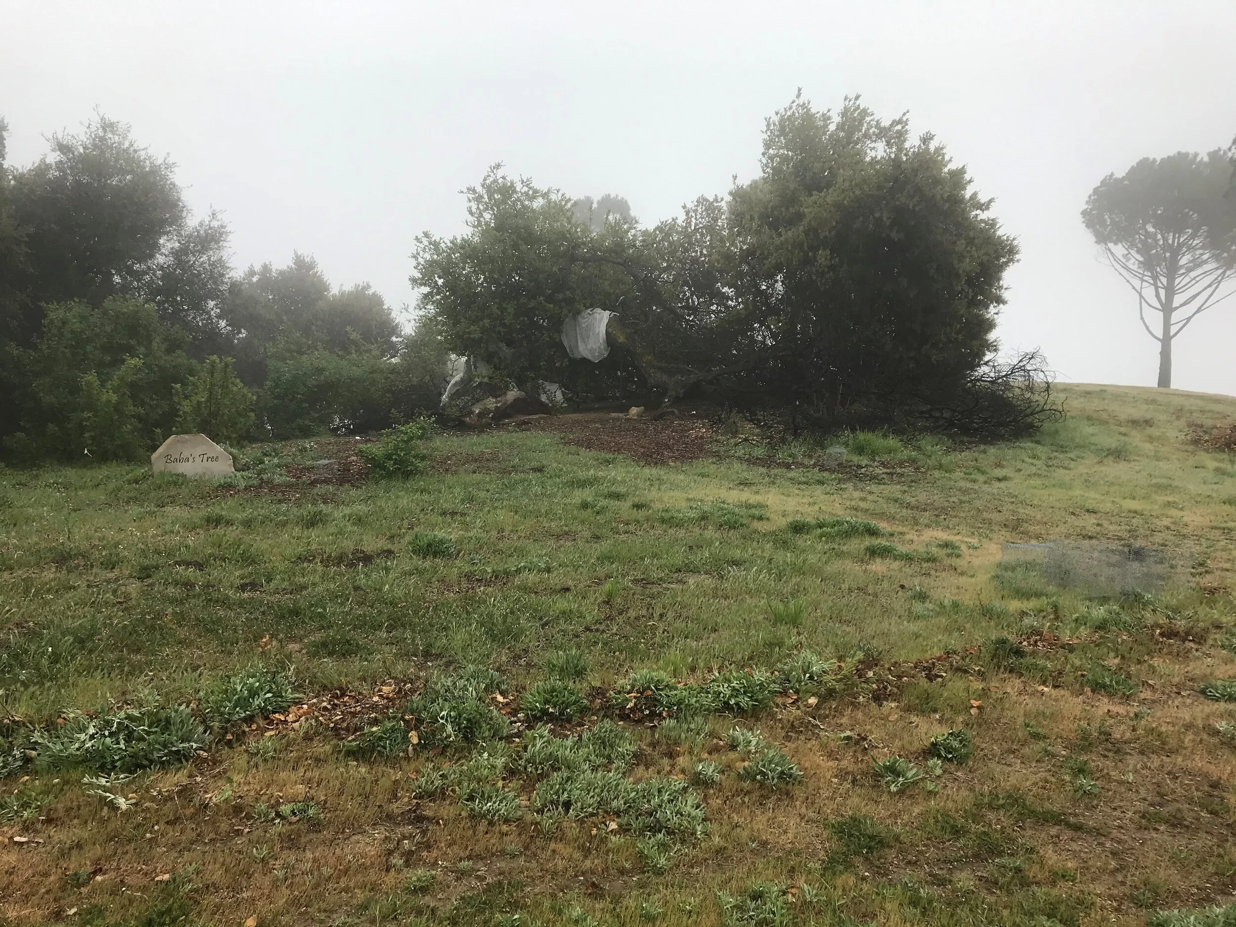 Baba's Tree Comes Out of Seclusion as the Coronavirus Is Declared a ...