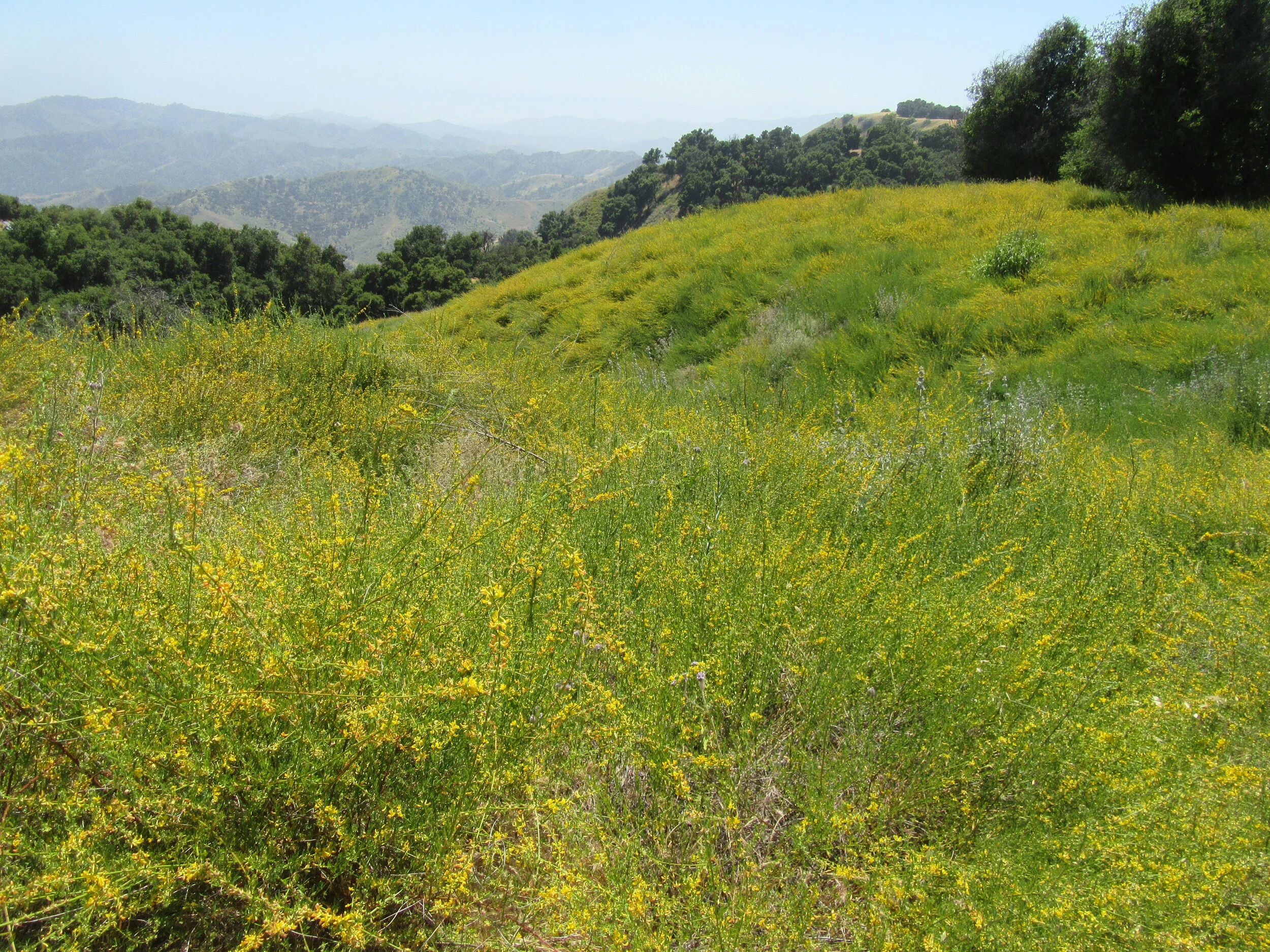 An Oasis in the Time of a Pandemic — Meher Mount