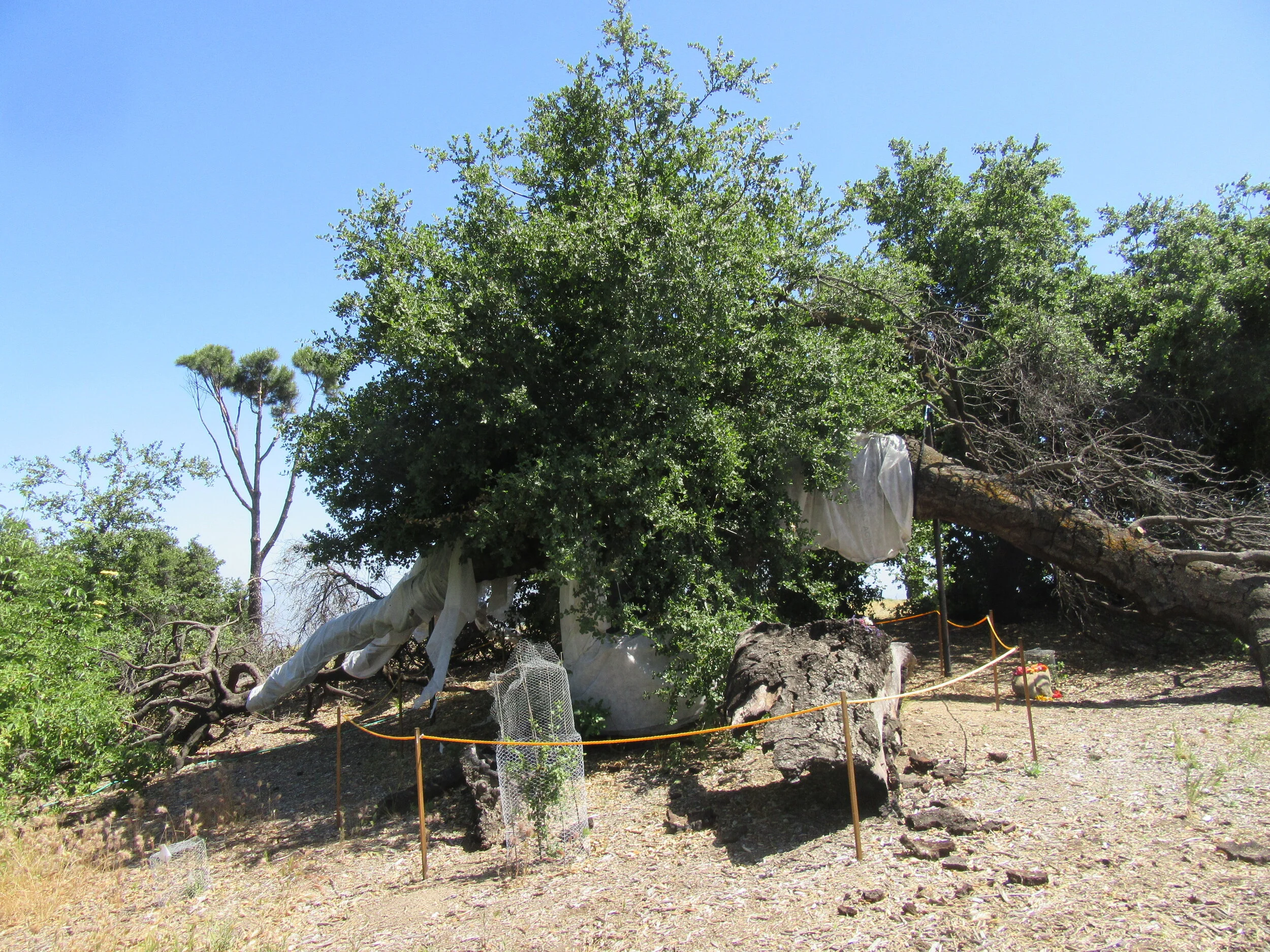 An Oasis in the Time of a Pandemic — Meher Mount