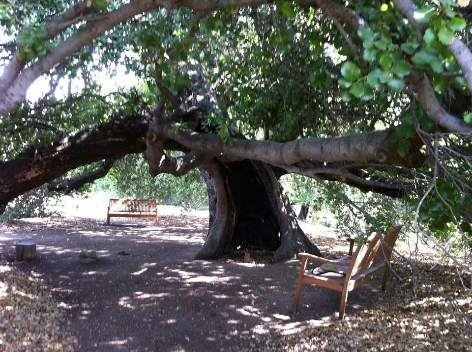 The Bees Are Calling — Meher Mount