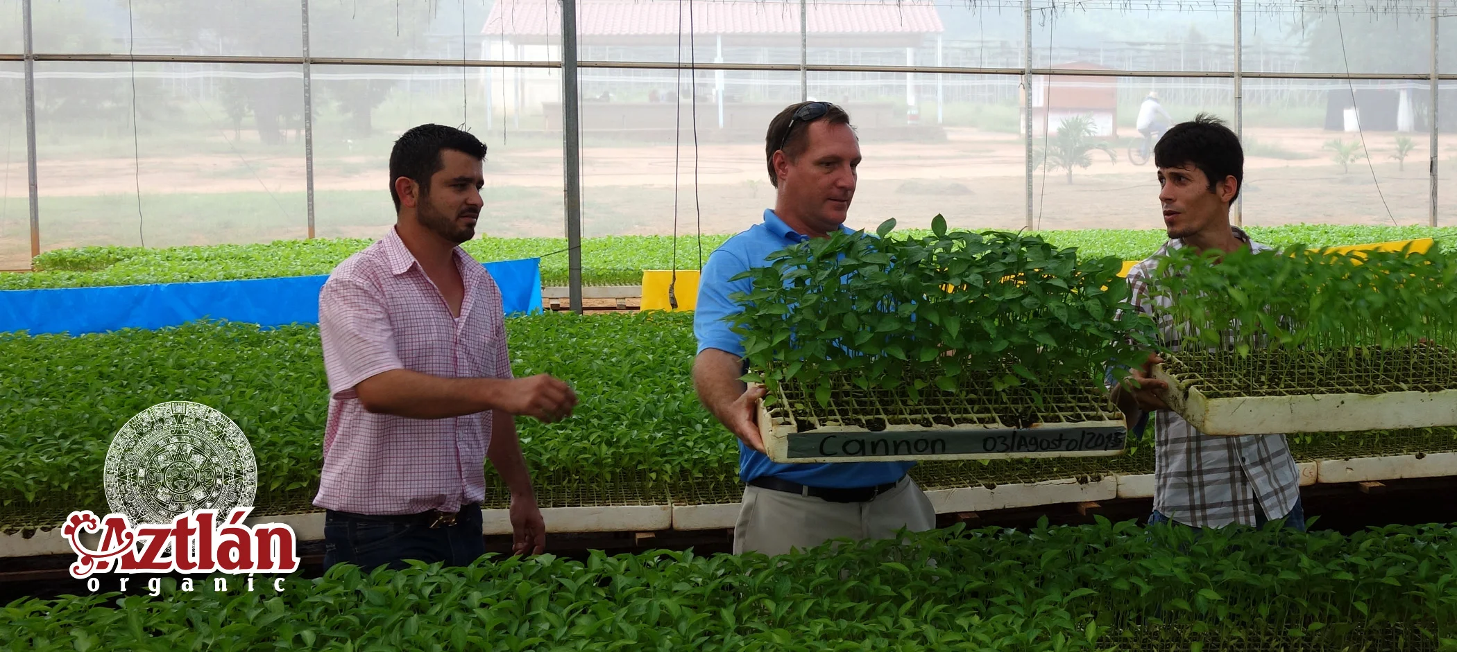 Sinaloa — Bridges Organic Produce