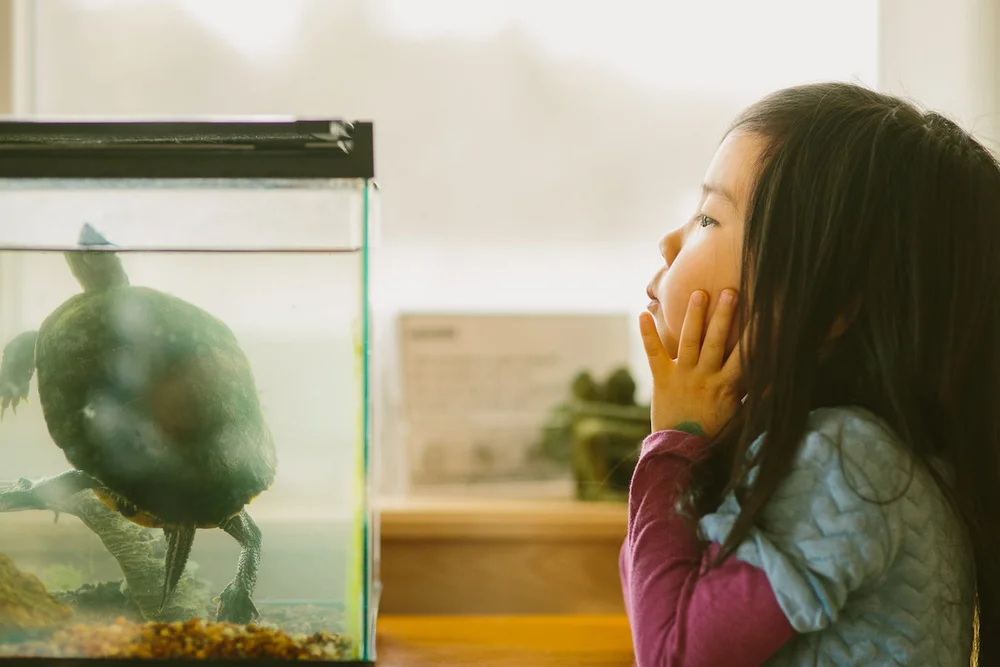 Zoology in the Montessori Classroom | Hollis Montessori School, NH
