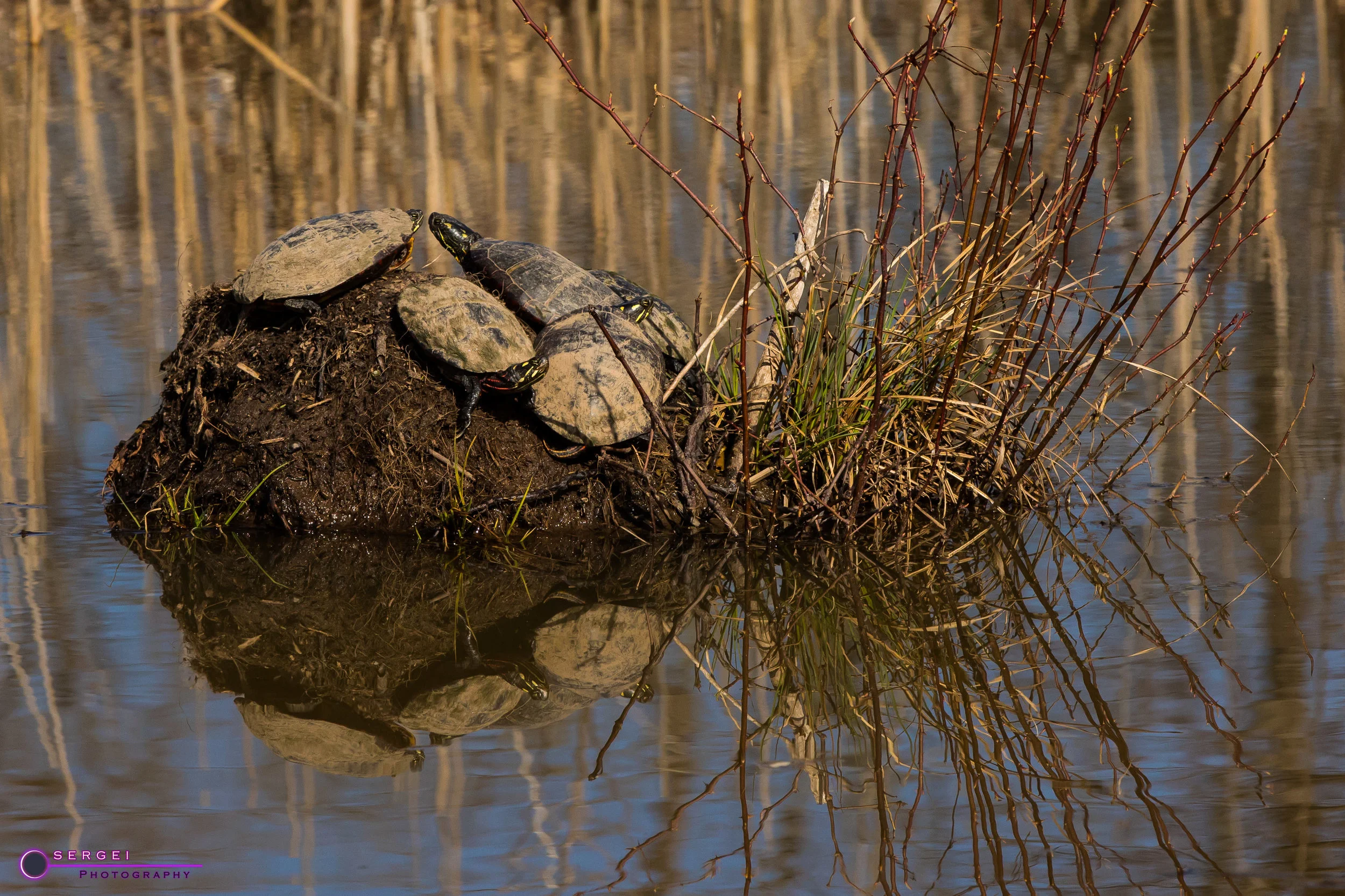 A walk around Occoquan Bay National Wildlife Refuge. — Sergei Photography